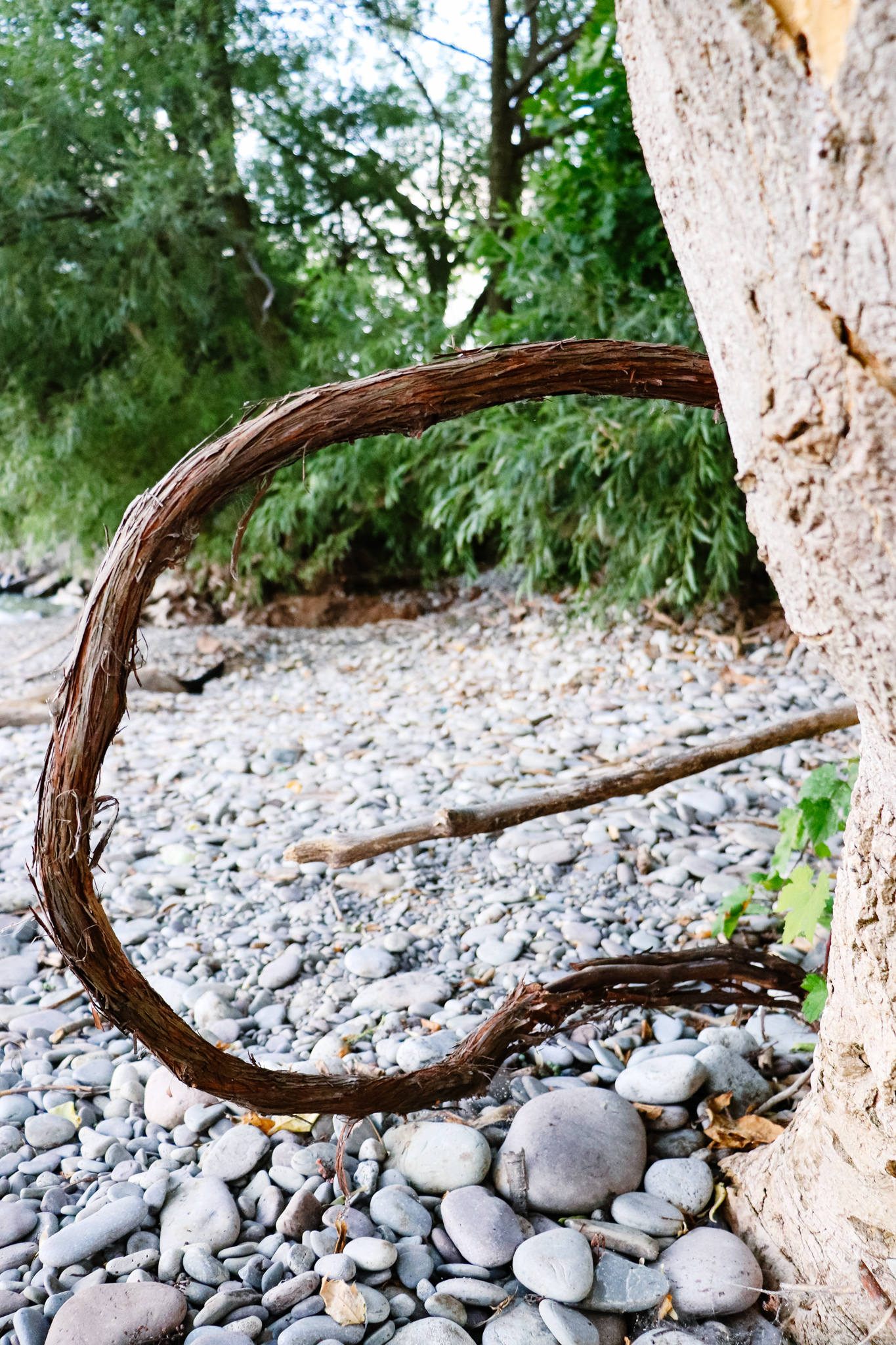 Ambassador Snapshot: South Shell Park scavenger hunt - Visit Oakville