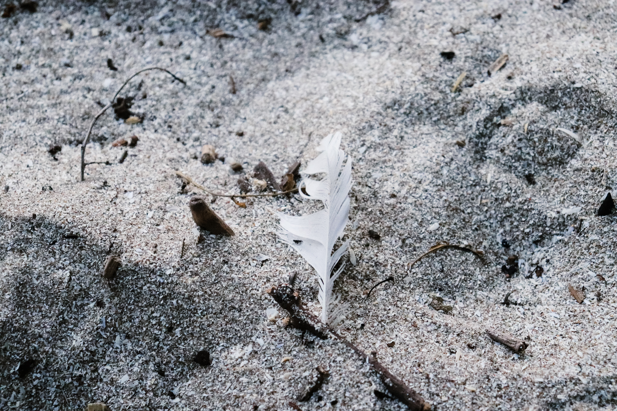 Ambassador Snapshot: South Shell Park scavenger hunt - Visit Oakville