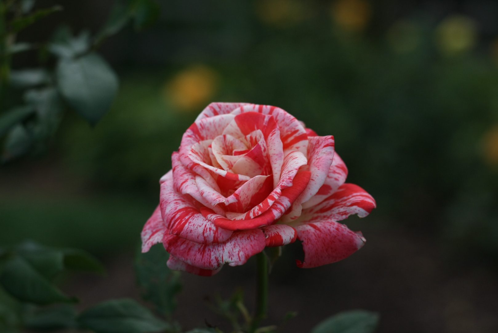 Ambassador Blog: 7 tips for a family outing at Gairloch Gardens - Visit ...