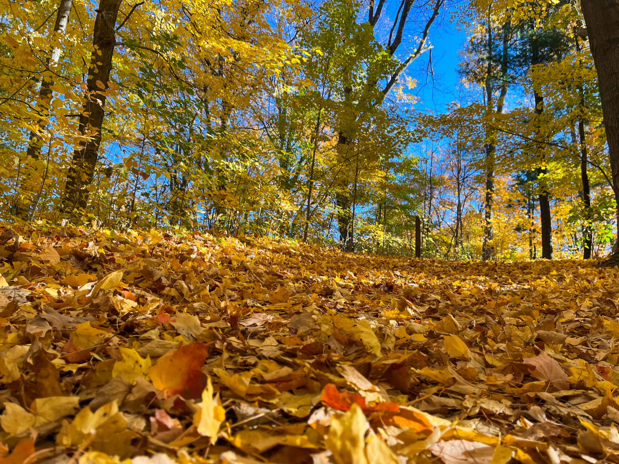 Nine picture perfect picnic spots in Oakville - Visit Oakville